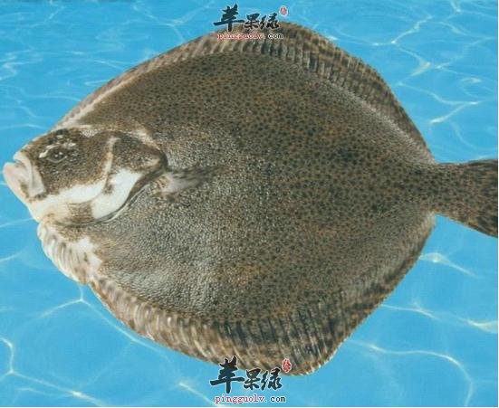 【多宝鱼的做法】怎么做_烹饪食谱_营养食谱_苹果绿